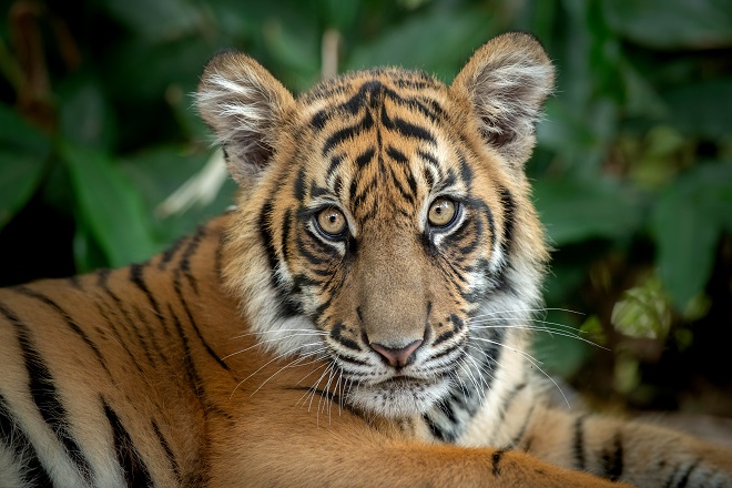 Sumatran Tiger (Nelson) - Australia Zoo