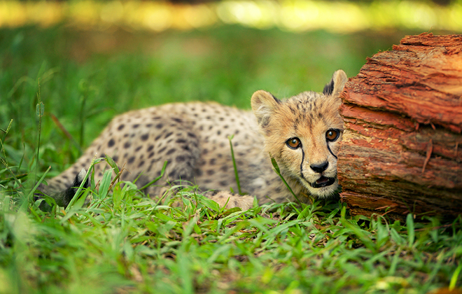 Cheetahs - Australia Zoo