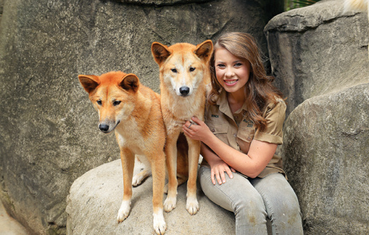 Dingoes - Australia Zoo