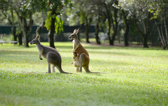 Red Kangaroo - Australia Zoo