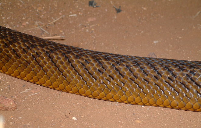 Inland Taipan / Fierce Snake - Australia Zoo