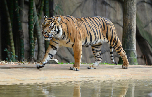 Sumatran Tiger - Australia Zoo