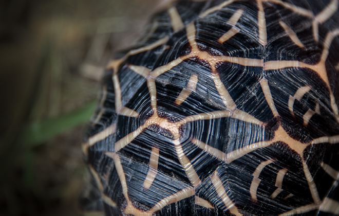 Star Tortoise - Australia Zoo