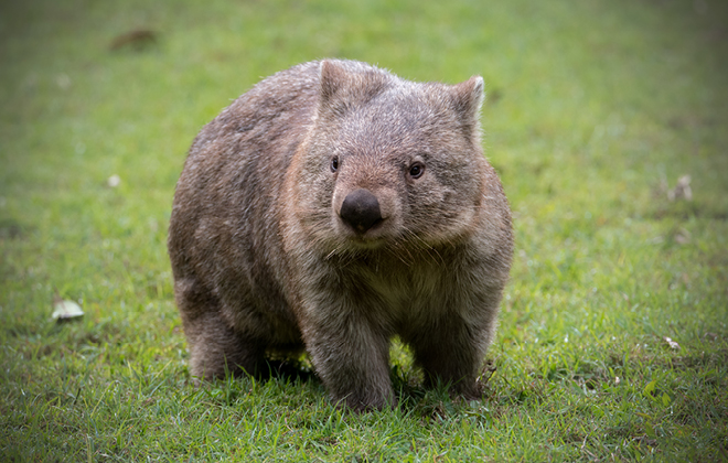 Common Wombat - Australia Zoo