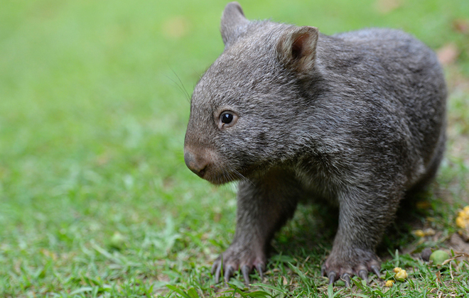 Common Wombat - Australia Zoo