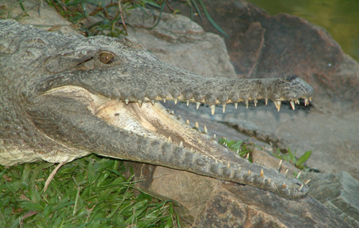 Freshwater Crocodile - Australia Zoo