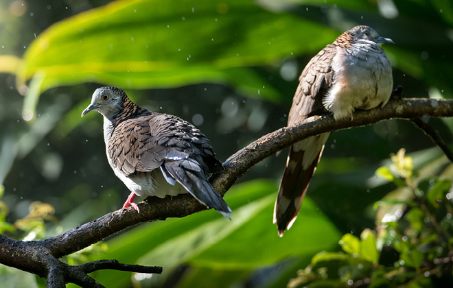Bar-shouldered Dove - Australia Zoo