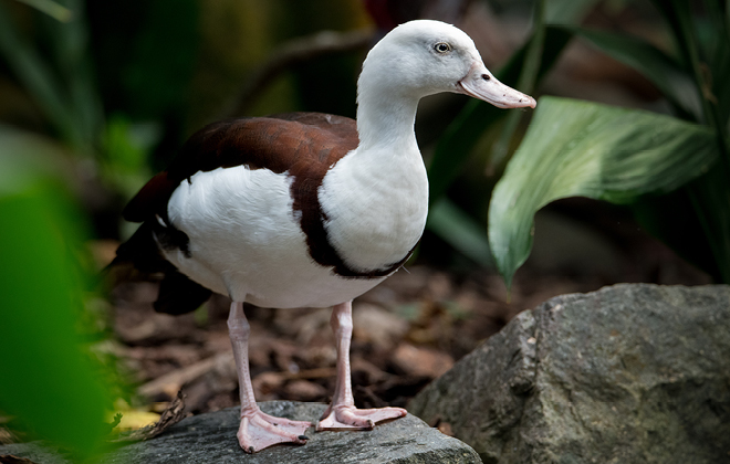 Burdekin Duck - Australia Zoo