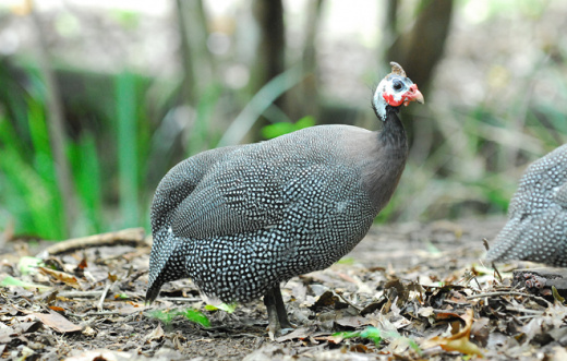 Helmeted Guineafowl - Australia Zoo