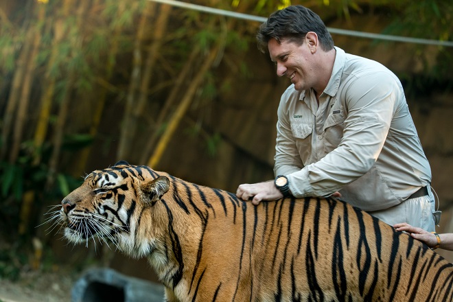 Sumatran Tiger (Hunter) - Australia Zoo