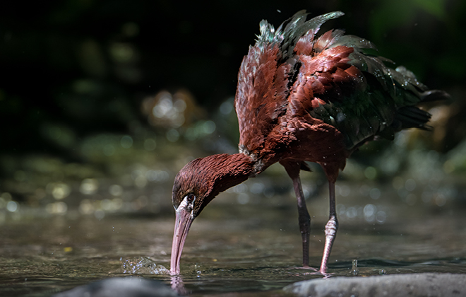 Glossy Ibis - Australia Zoo