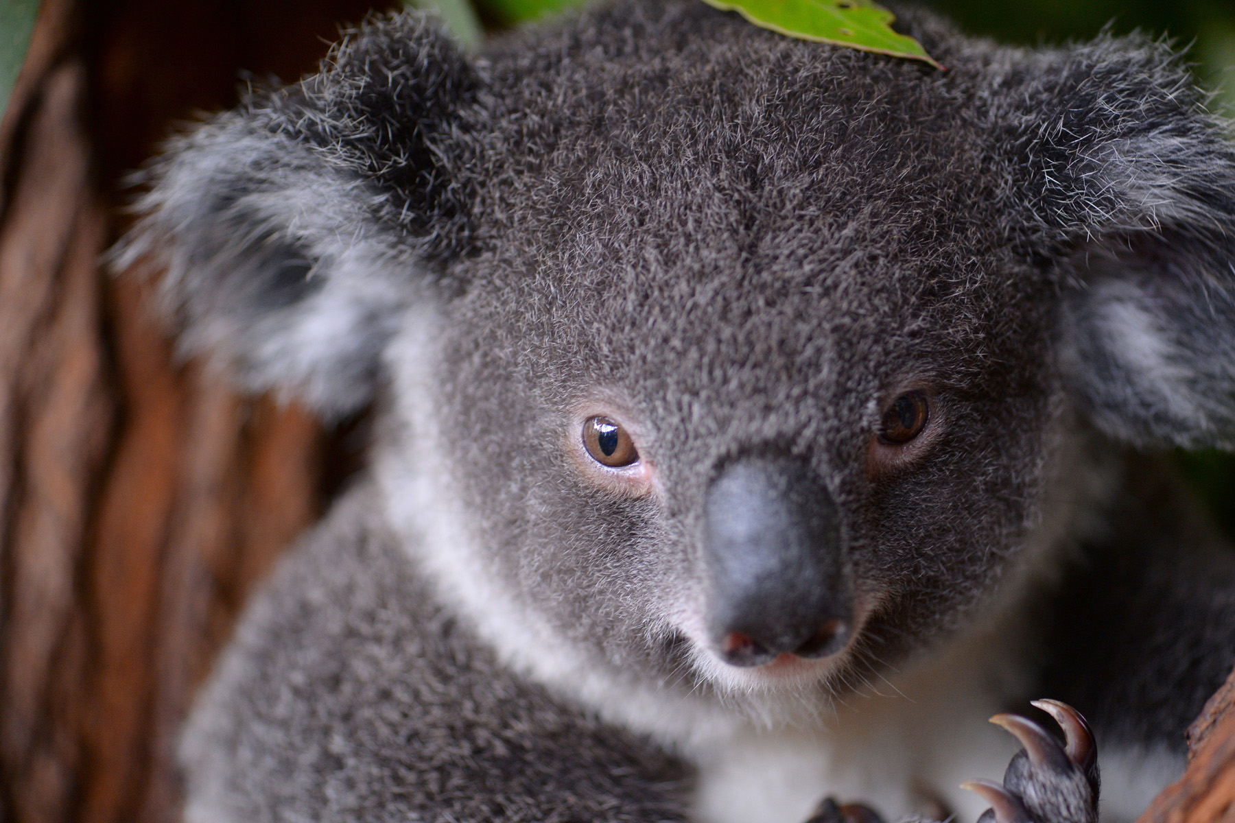 Koala (Koya) - Australia Zoo