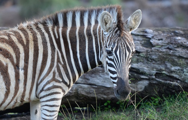 Zebra (Lucas) - Australia Zoo
