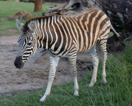 Zebra (Lucas) - Australia Zoo