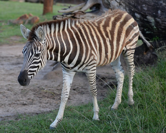 Zebra (Lucas) - Australia Zoo