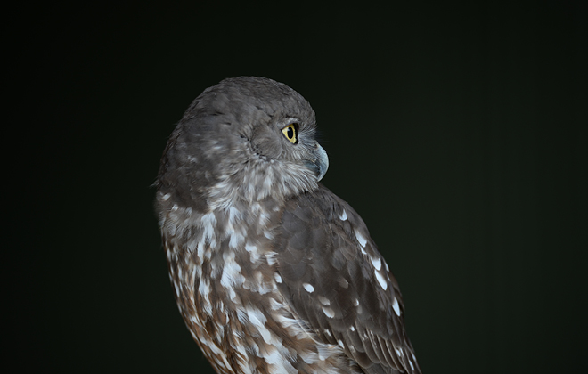 Barking Owl - Australia Zoo