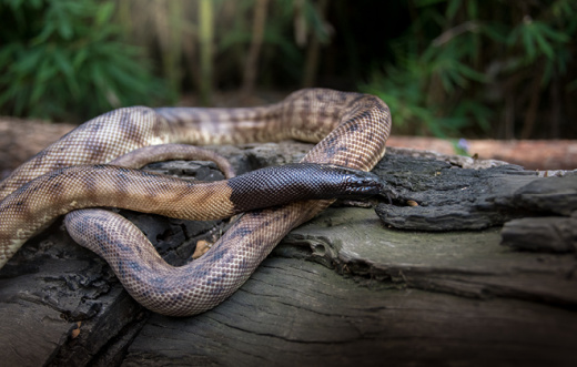 Black-headed Python - Australia Zoo