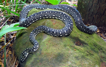Diamond Python - Australia Zoo