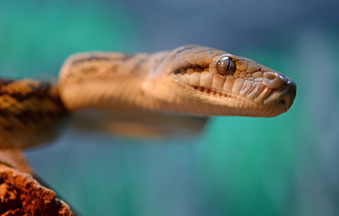 Check our our Scrub Python s at Australia Zoo
