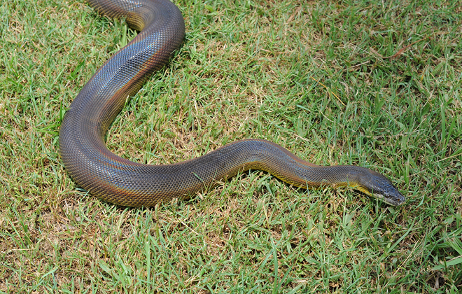 Check our our Water Python s at Australia Zoo