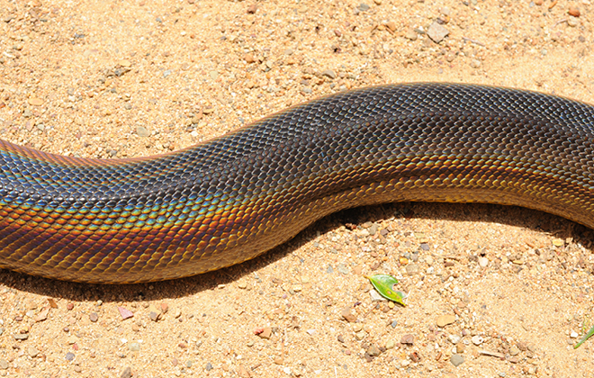 Check our our Water Python s at Australia Zoo