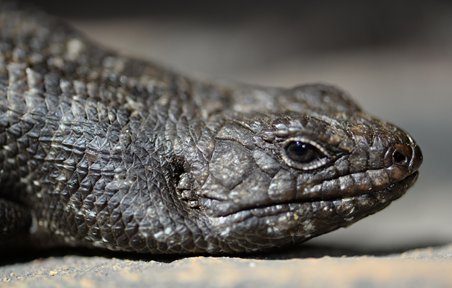 Check out our Cunningham's Skink at Australia Zoo