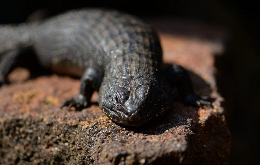 Check out our Cunningham's Skink at Australia Zoo