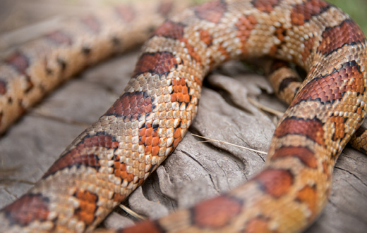 Check out our Corn Snake at Australia Zoo
