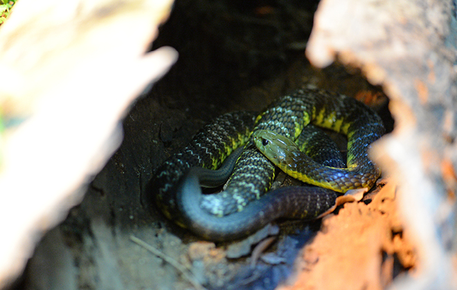 Check out our Snake - Tiger at Australia Zoo