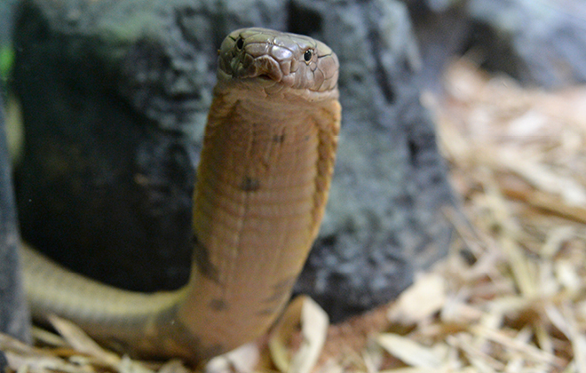 Check out our King Cobra at Australia Zoo
