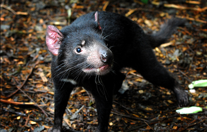 Check out our Tasmanian Devils at Australia Zoo