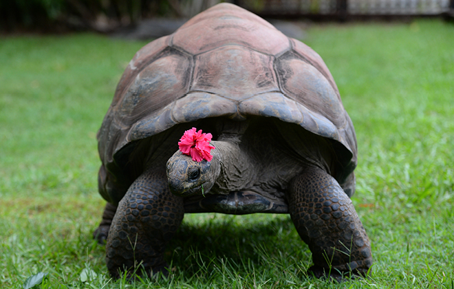 Check out our Aldabra Tortoise at Australia Zoo
