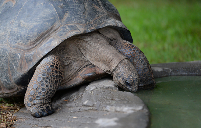 Check out our Aldabra Tortoise at Australia Zoo