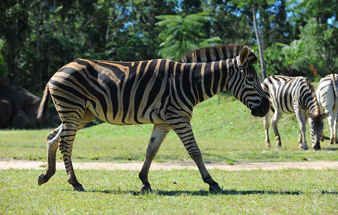 Check out our Zebra at the Australia Zoo African Savannah