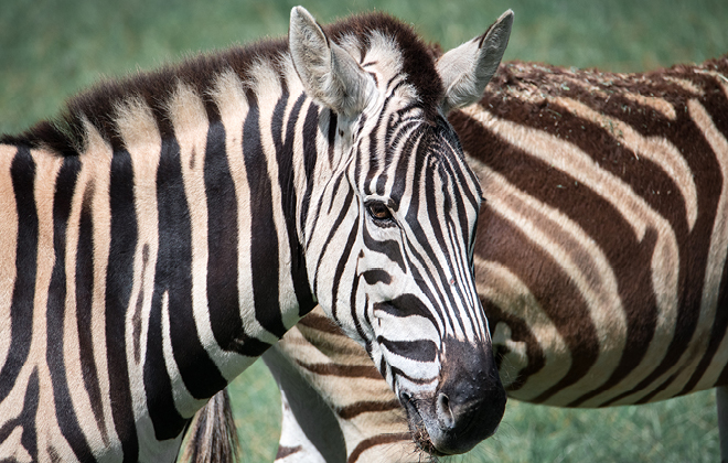 Check out our Zebra at the Australia Zoo African Savannah