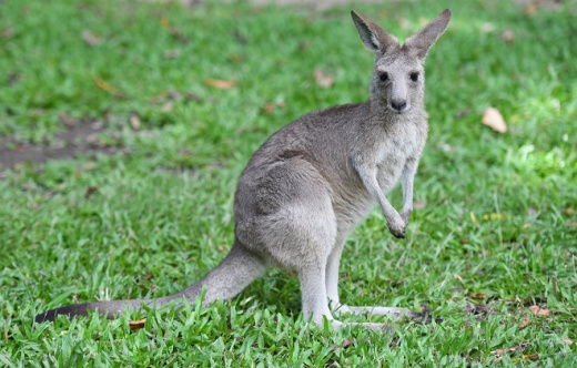 Eastern Grey Kangaroo (Teal) - Australia Zoo