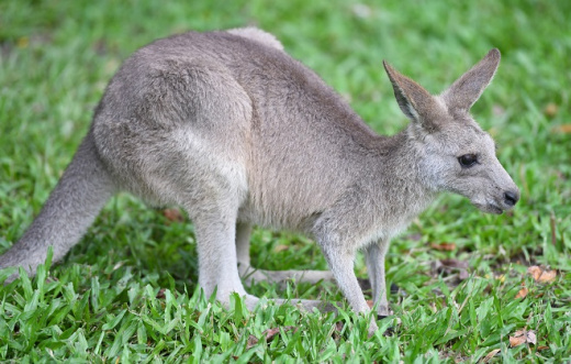 Eastern Grey Kangaroo (Teal) - Australia Zoo