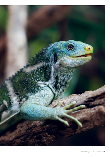 Crikey Magazine - Australia Zoo - The World’s WILDEST Magazine!